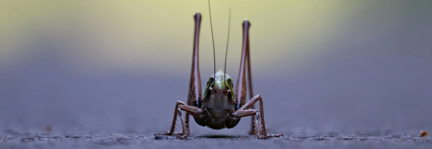 Edible Insect Protein Snacks – Altimate Nutrition